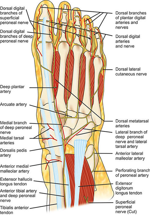 Anatomy Of The Foot Nerves Nerves Of The Foot And Ankle