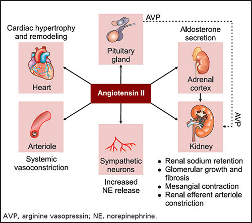 Renin Angiotensin Aldosterone System Heart Failure