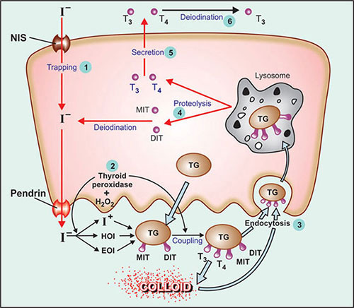 Thyroid Hormone Synthesis Pathway