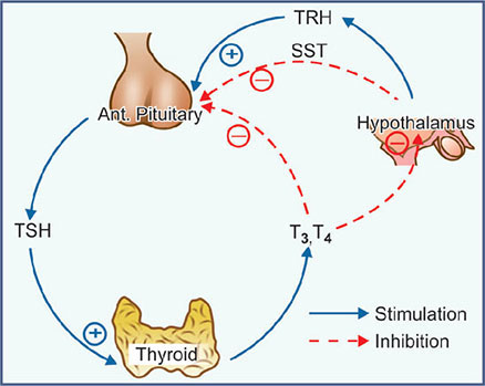 Peripheral Thyroid Hormone Conversion And Its Impact On TSH, 60% OFF