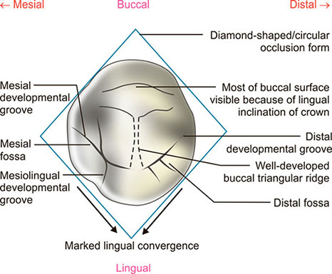 Maxillary 1st Premolar Drawing