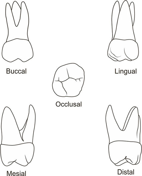 Maxillary Molars Diagrams First Molar Photos, Images & Pictures