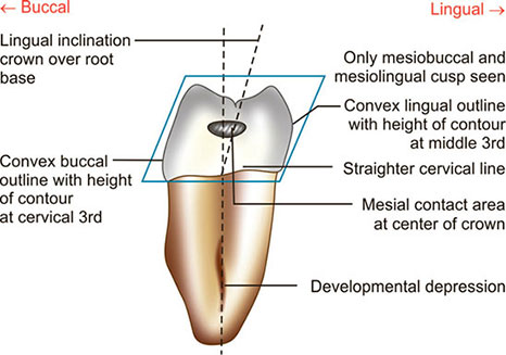 Mandibular Molar Anatomy Deep Shape In Endodontics: Significance,