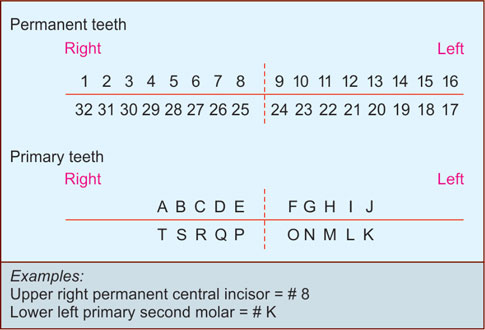 Tooth Numbering Systems: Major Dental Notations,, 52% OFF
