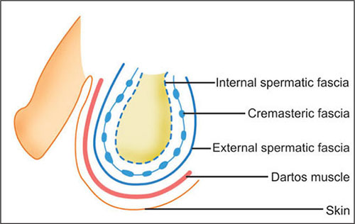 Cremasteric Fascia 1293