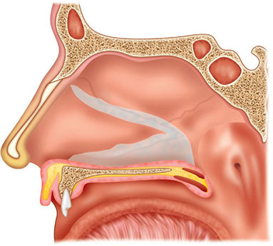 Parts Of The Nose Without Label