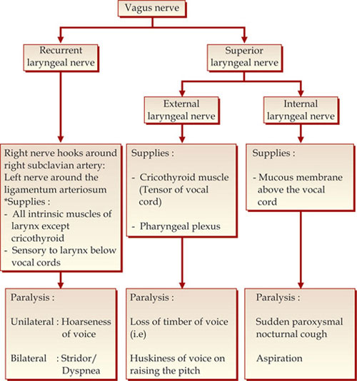 Nerve Supply Of Larynx Flow Chart