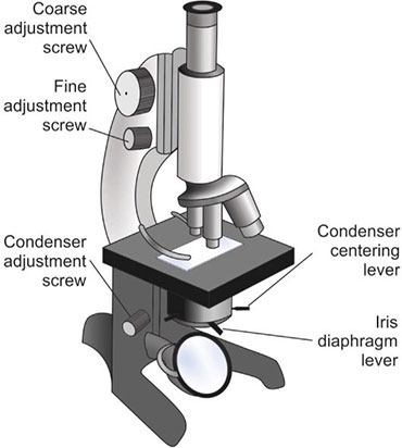 Microscope Coarse Adjustment