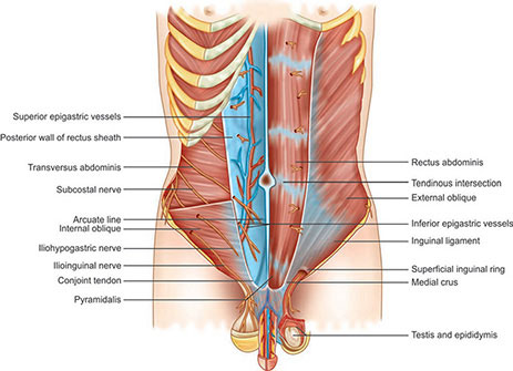 Tendinous Intersection