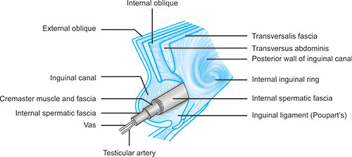 Inguinal Canal Structures