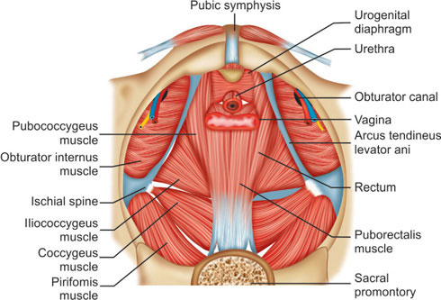 Arcus Tendineus Fascia Pelvis