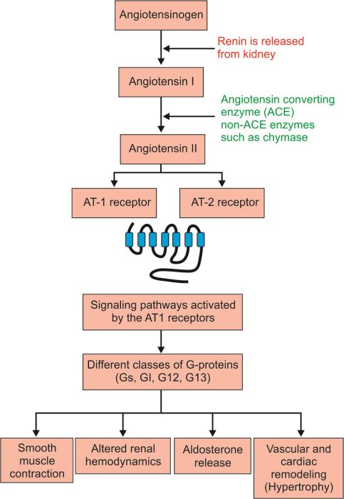 Furosemide Mechanism Of Action Flow Chart