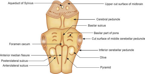 Anterolateral Sulcus