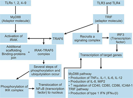 JaypeeDigital | eBook Reader