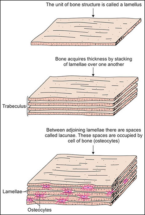 Lacunae Bone Diagram