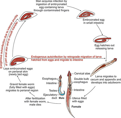 Enterobius Vermicularis Life Cycle