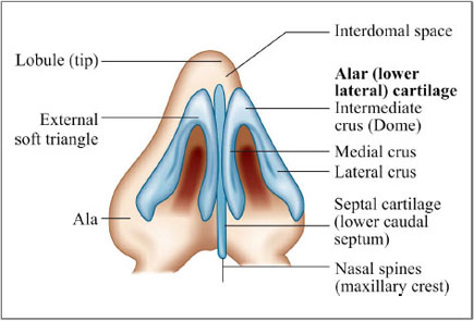Clinical Anatomy Of The Nose, 44% OFF | www.pinnaxis.com