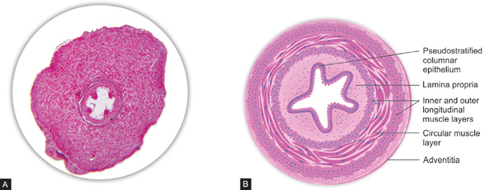 Ductus Deferens Histology Labeled