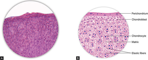 Fibrous Cartilage Diagram Structure Structure Of Fibrous Cartilage