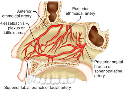 Nasopalatine Artery And Sphenopalatine Artery