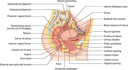 Ch27 Vaginal Anatomy