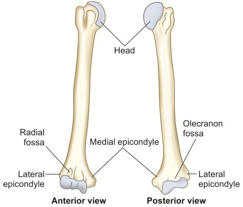 Radial Fossa Of Humerus Description