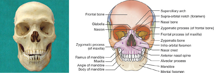 Superciliary Arch