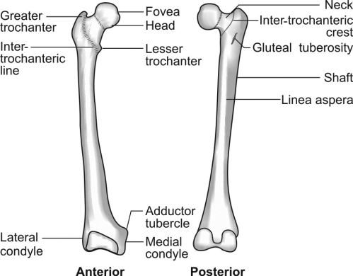 Gluteal Tuberosity Bone