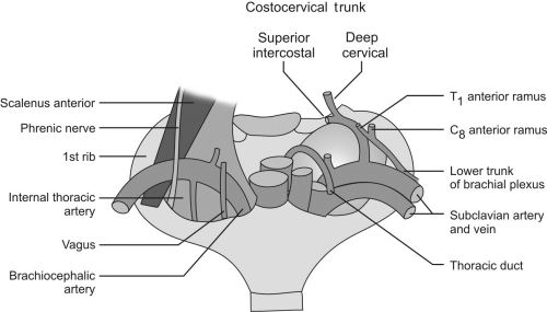 Thoracic Inlet Anatomy Atlas Of Stem Anatomy In Herbs Shrubs And Trees