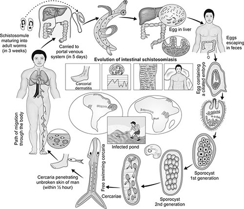 Life Cycle Of Intestinal Schistosomiasis