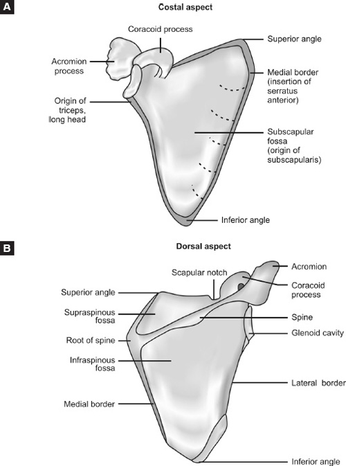Right Scapula Anterior Aspect Diagram