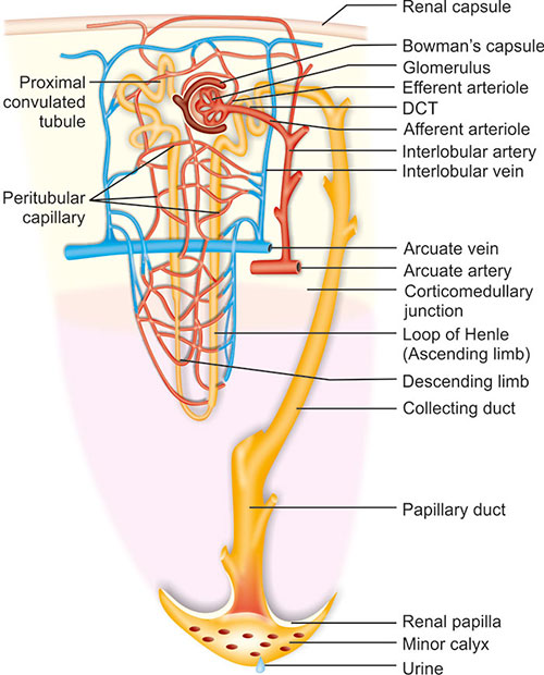 Papillary Duct