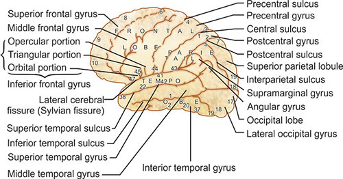 Superior Temporal Sulcus Pronunciation
