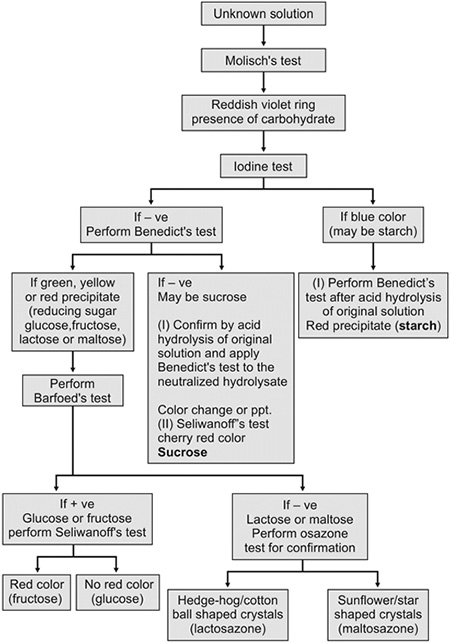 Sucrose Hydrolysis Test
