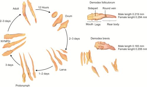Demodex An Overview ScienceDirect Topics, 48% OFF