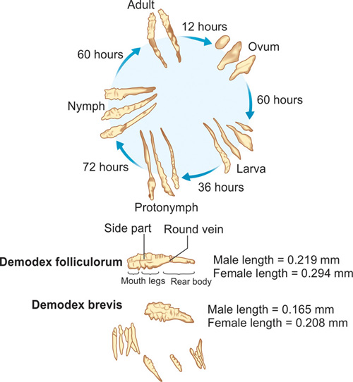 Demodex An Overview ScienceDirect Topics, 48% OFF