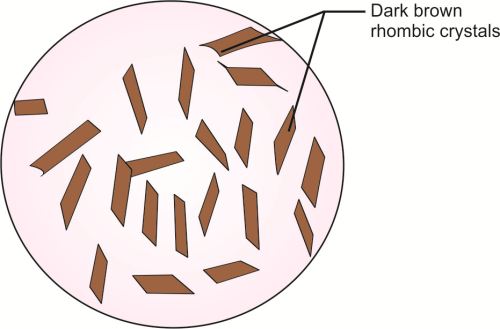 Florence And Barberio Test Florence Yuan Los Angeles Metropolitan