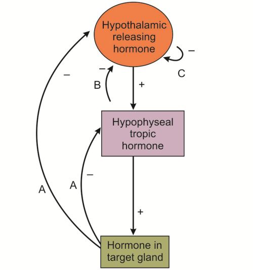 Endocrine System Feedback Loop Diagram Basic Feedback Mechanisms,