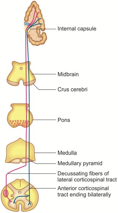 Corticospinal Tract Pathway Flowchart