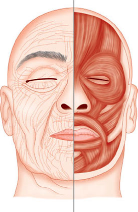 External Skin Face Anatomy