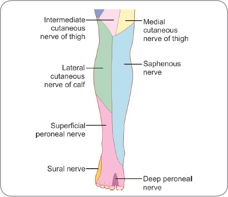 Peripheral Nerve Distribution Of Leg