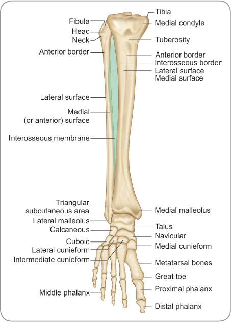 Neck Of Fibula Surface Marking