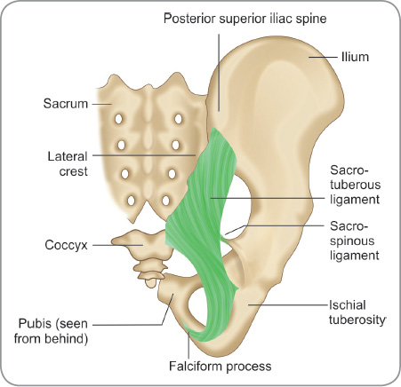 음부신경통에 대한 최신지견 및 가이드라인 : Stephen W. Leslie 교수님의 Pudendal neuralgia 번역 ...