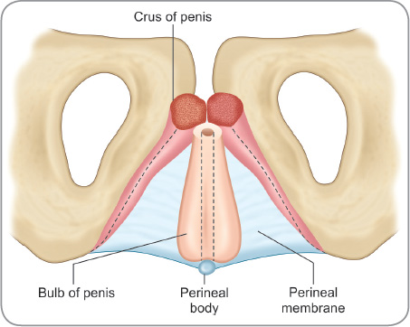 Perineal Membrane
