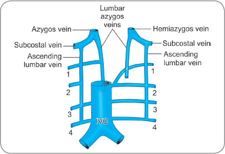 Hemiazygos Vein Vertebral Level