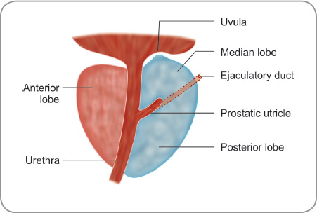 Uvula Vesicae Anatomy