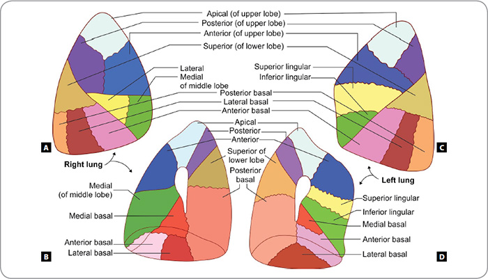 Bronchopulmonary Segment