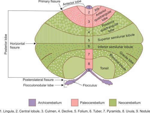 Flocculonodular Lobe Diagram Cerebellar Cortex Circuitry,