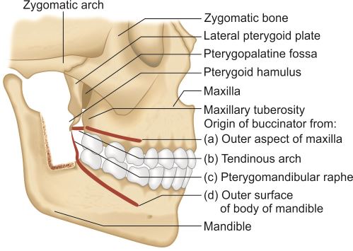 Pterygomandibular Raphe Buccinator JaypeeDigital | EBook Reader