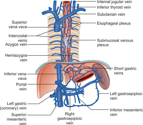 Esophageal Veins